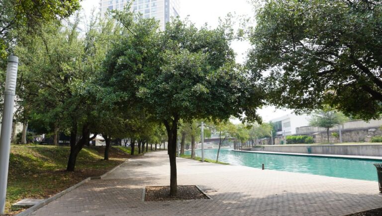 Árbol Encino Siempre Verde: Fortaleza Perenne en el Bosque » Imágenes y ...