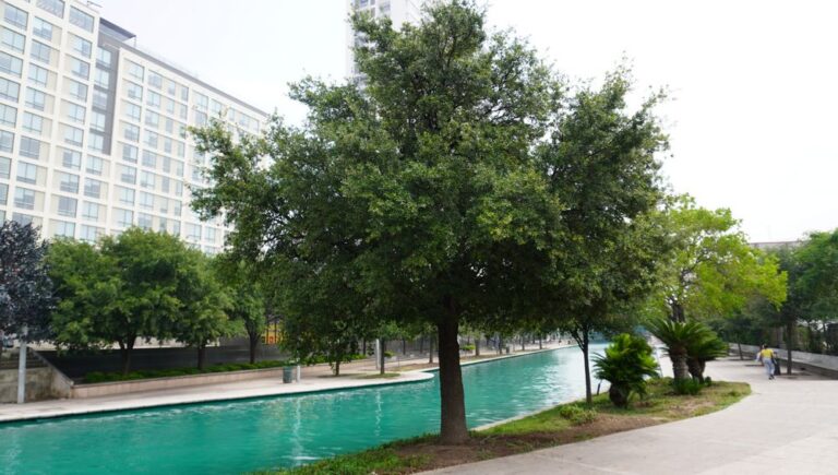 Árbol Encino Siempre Verde: Fortaleza Perenne en el Bosque » Imágenes y ...