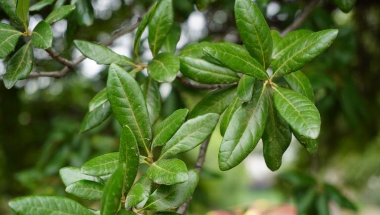 Árbol Encino Siempre Verde: Fortaleza Perenne en el Bosque » Imágenes y ...