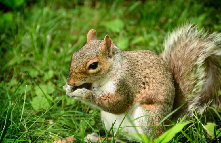 Árbol Encino Siempre Verde: Fortaleza Perenne en el Bosque » Imágenes y ...