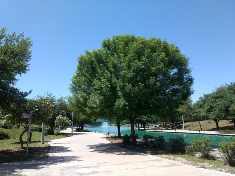 Árbol Fresno: Monumento Natural de Hojas Vibrantes » Conciencia.eco