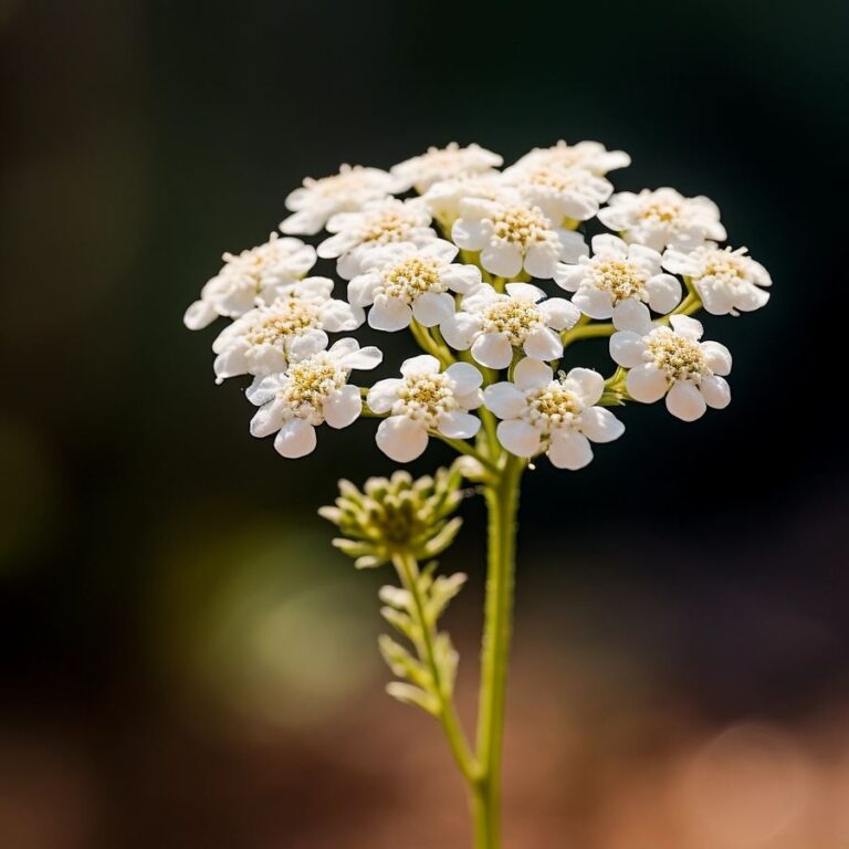 100 Nombres de Flores con Foto: Un Viaje Visual y Aromático ...