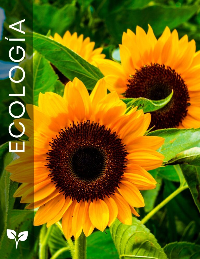 20 Portadas de Ecología Bonitas y Descargables » Conciencia.eco