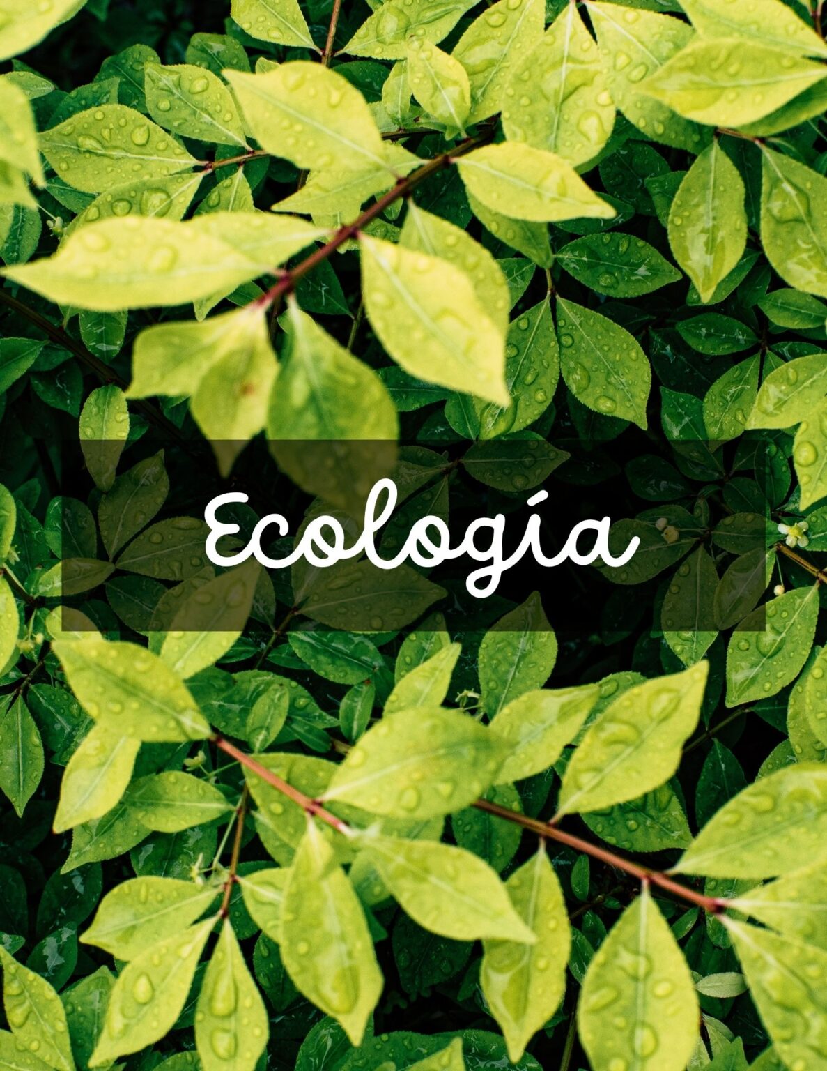 20 Portadas de Ecología Bonitas y Descargables » Conciencia.eco
