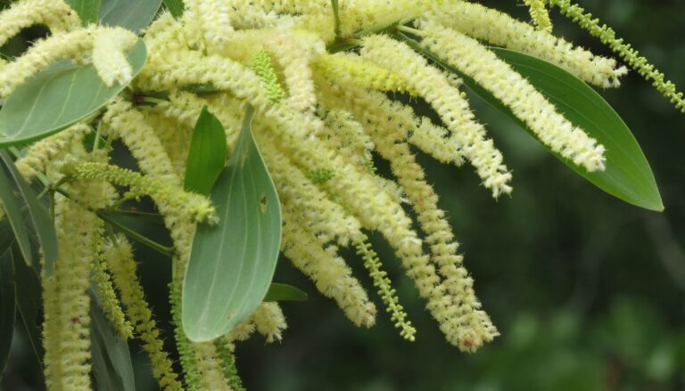 Árbol Acacia: Un Viaje a través de su Fascinante Biología » Conciencia.eco