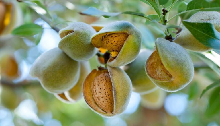 Árbol de Almendro: Belleza y Beneficios en Almendras Doradas ...