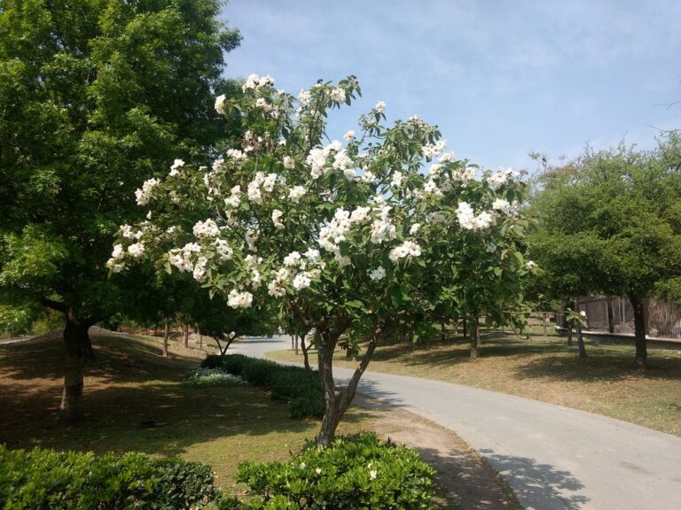 Árbol Anacahuita: La Joya Verde de Monterrey » Conciencia.eco