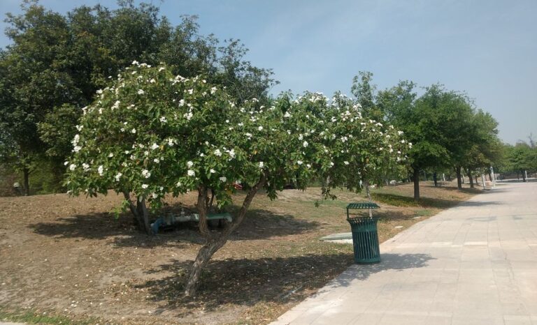 Árbol Anacahuita: La Joya Verde de Monterrey » Conciencia.eco