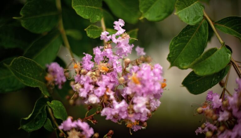 Árbol de Júpiter: Transforma Tu Jardín con Flores Celestiales ...
