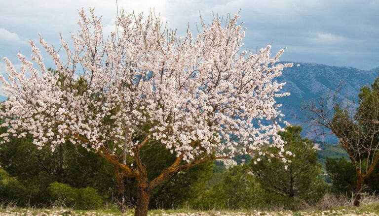 Árbol de Almendro: Belleza y Beneficios en Almendras Doradas ...