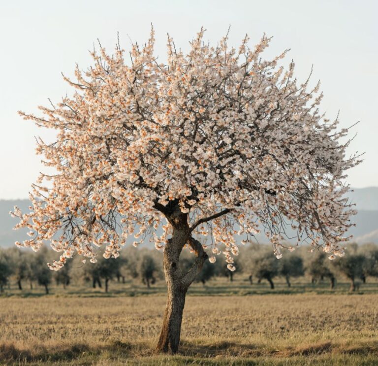 Árbol de Naranja: Sembrando Conciencia en Nuestros Jardines ...