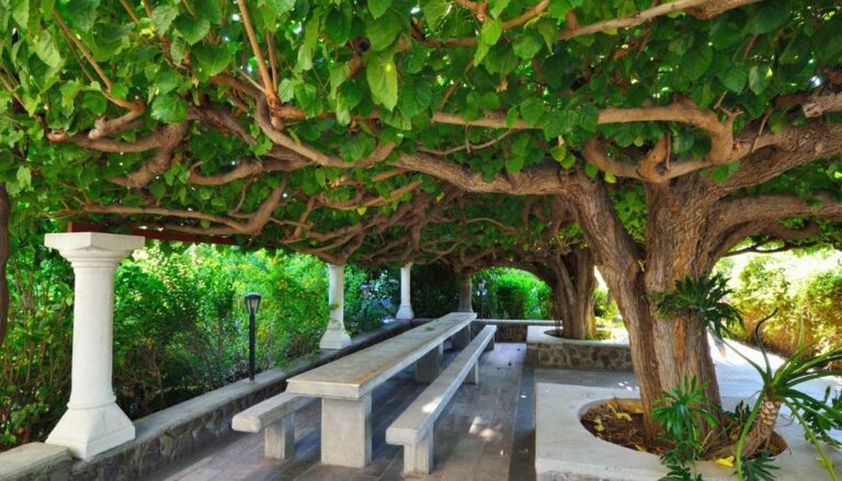 Árbol de Mora: Un Mundo Lleno de Ricos Tesoros » Conciencia.eco