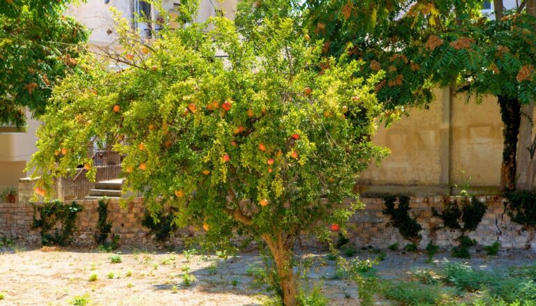 Árbol de Granada: Misterios y Virtudes de un Fruto Milenario ...