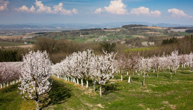 Árbol de Chabacano: Sorpresas Dulces bajo el Sol » Conciencia.eco