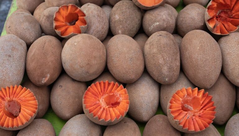 Árbol de Mamey: Descubre los Secretos del Trópico » Conciencia.eco