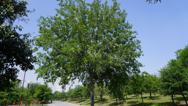 Árbol Palo Blanco: Fascinación Natural con Corteza Luminosa ...