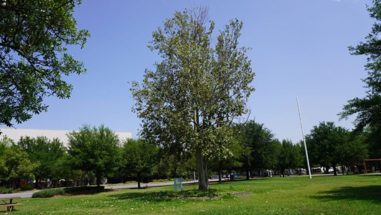 Árbol Palo Blanco: Fascinación Natural con Corteza Luminosa ...