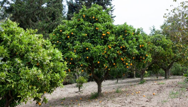 Árbol de Mango: Dulzura Tropical que Enamora » Conciencia.eco
