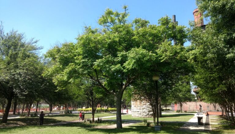 Árbol de Neem: El Guardián Antiguo con Poderes Curativos » Conciencia ...