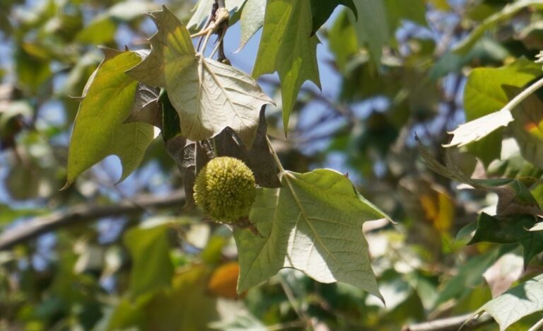 Árbol Álamo Blanco: Un Coloso Entre las Hojas Plateadas » Conciencia.eco