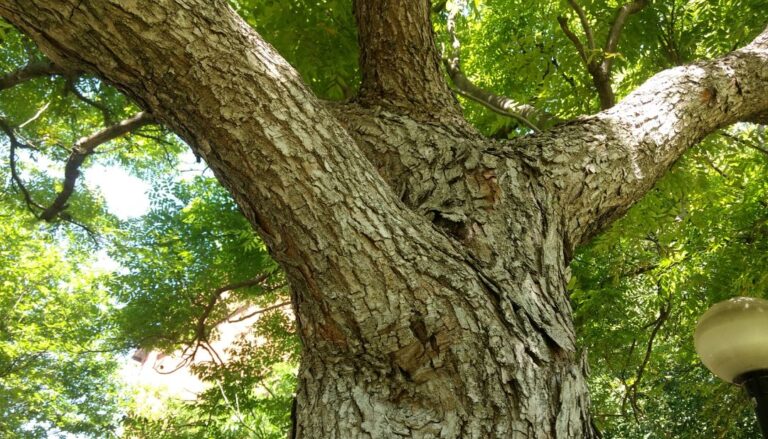 Árbol de Neem: El Guardián Antiguo con Poderes Curativos » Conciencia ...