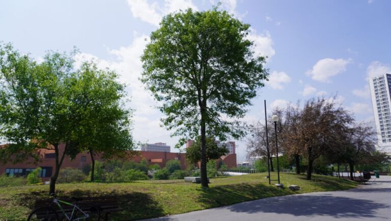 Árbol de Maple: Dulzura Otoñal en los Bosques de Canadá » Conciencia.eco