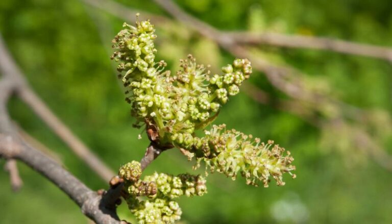 Árbol de Mora: Un Mundo Lleno de Ricos Tesoros » Conciencia.eco