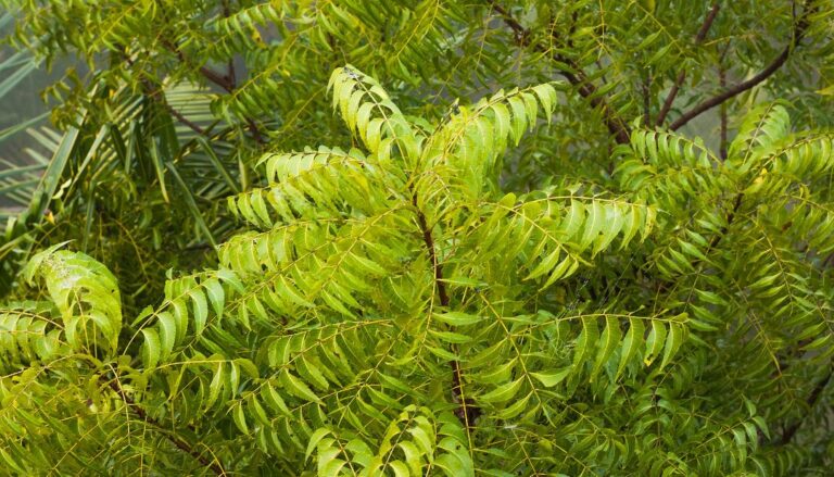 Árbol de Neem: El Guardián Antiguo con Poderes Curativos » Conciencia.eco