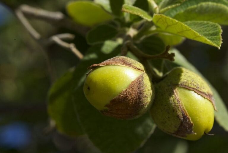 Árbol Anacahuita: La Joya Verde de Monterrey » Conciencia.eco