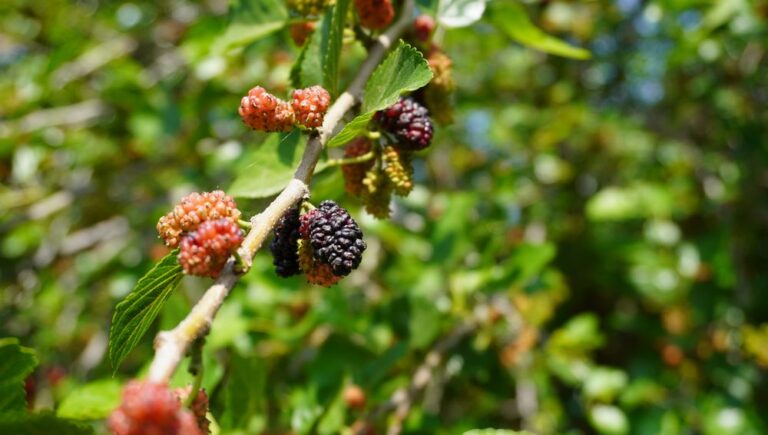 Árbol de Mora: Un Mundo Lleno de Ricos Tesoros » Conciencia.eco