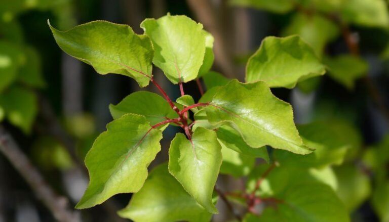 Árbol de Chabacano: Sorpresas Dulces bajo el Sol » Conciencia.eco