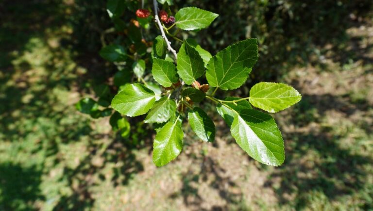 Árbol de Mora: Un Mundo Lleno de Ricos Tesoros » Conciencia.eco
