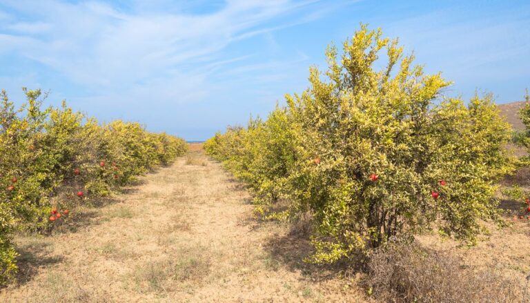 Árbol de Granada: Misterios y Virtudes de un Fruto Milenario ...