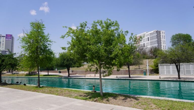 Árbol Palo Blanco: Fascinación Natural con Corteza Luminosa ...