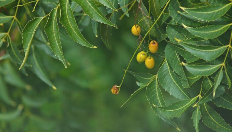 Árbol de Neem: El Guardián Antiguo con Poderes Curativos » Conciencia.eco