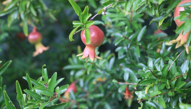 Árbol de Granada: Misterios y Virtudes de un Fruto Milenario ...