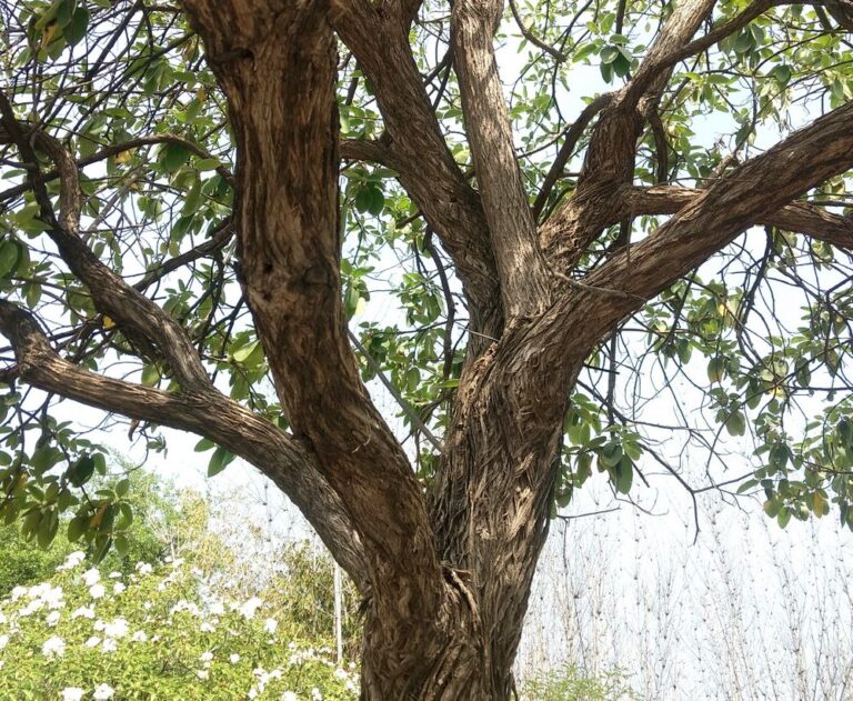 Árbol Anacahuita: La Joya Verde de Monterrey » Conciencia.eco