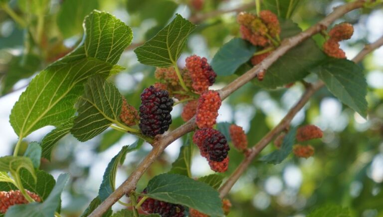 Árbol de Mora: Un Mundo Lleno de Ricos Tesoros » Conciencia.eco