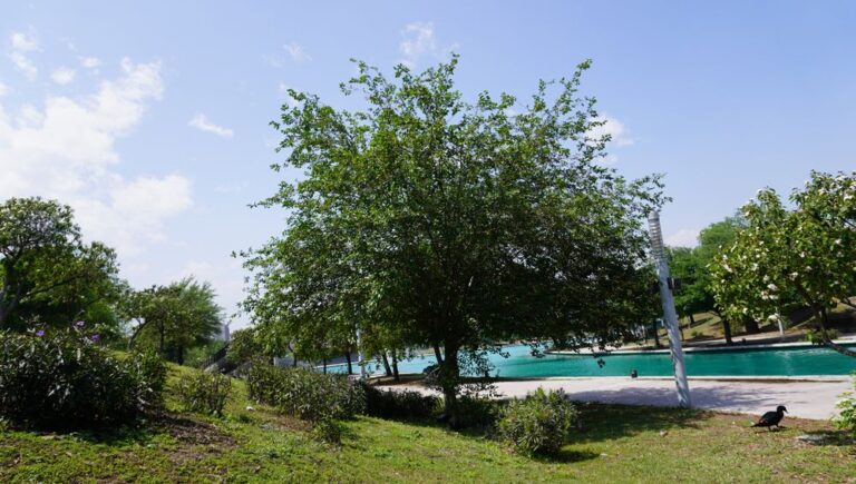 Árbol de Mora: Un Mundo Lleno de Ricos Tesoros » Conciencia.eco