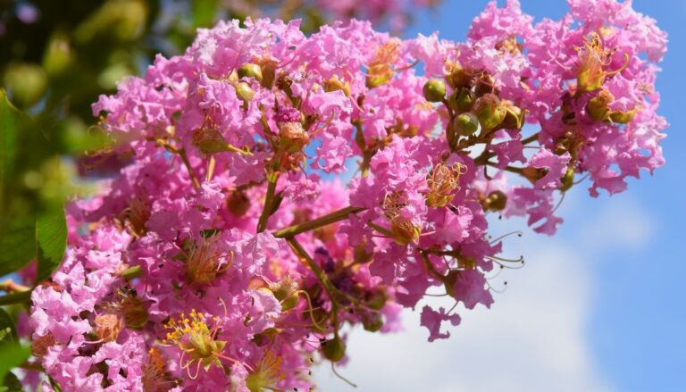 Árbol de Júpiter: Transforma Tu Jardín con Flores Celestiales ...