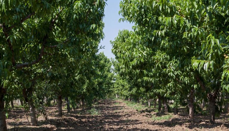 Árbol de Chabacano: Sorpresas Dulces bajo el Sol » Conciencia.eco