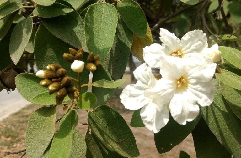 Árbol Anacahuita: La Joya Verde de Monterrey » Conciencia.eco