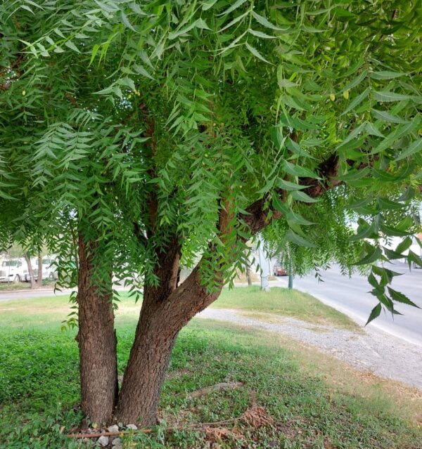 Árbol de Neem: El Guardián Antiguo con Poderes Curativos » Conciencia.eco
