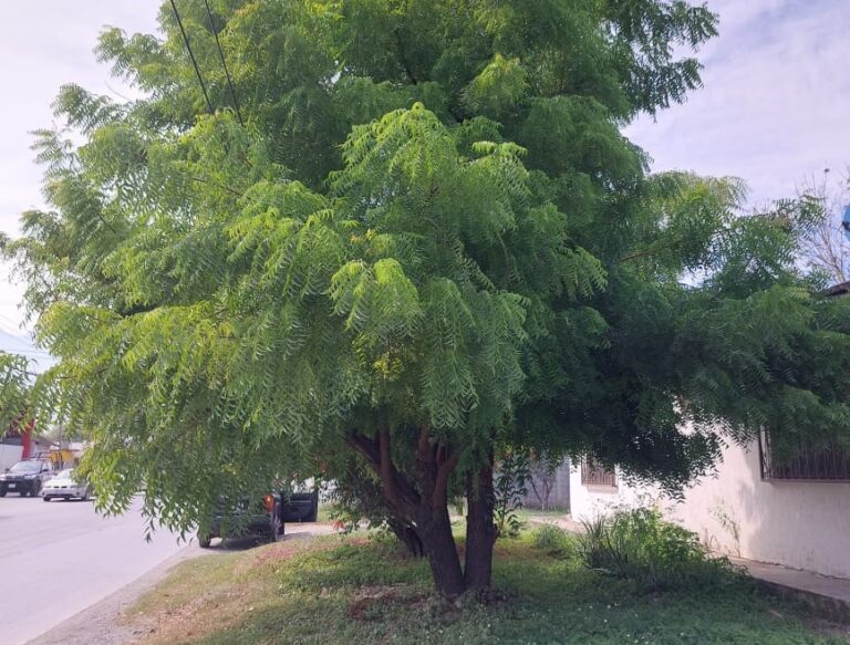 Árbol de Neem: El Guardián Antiguo con Poderes Curativos » Conciencia.eco