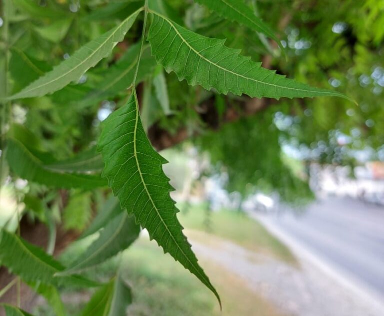 Árbol de Neem: El Guardián Antiguo con Poderes Curativos » Conciencia.eco
