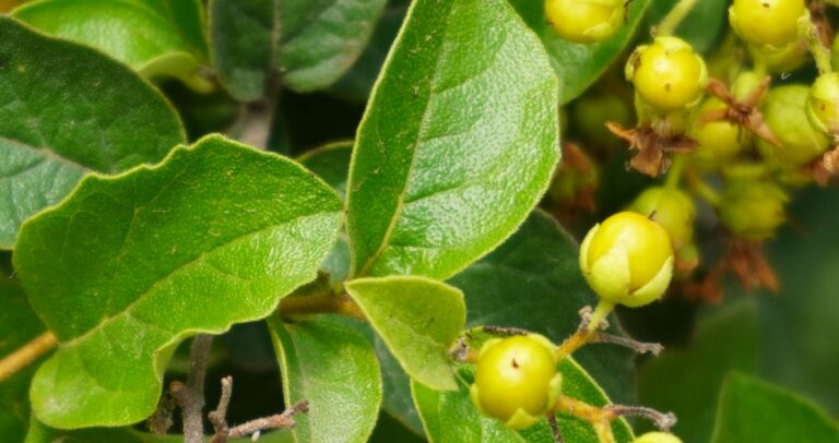 Árbol Anacua: Guardián Ecológico con Historias Ocultas » Conciencia.eco