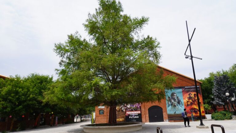 Árbol Sabino (Ahuehuete): El Gigante Ancestral de México » Conciencia.eco