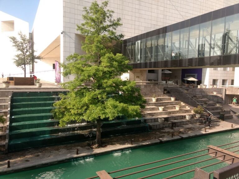 Árbol Sabino (Ahuehuete): El Gigante Ancestral de México » Conciencia.eco