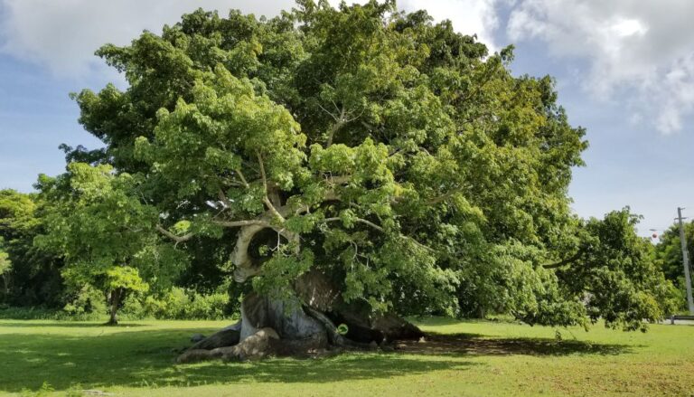 Árbol Guaje: El Gigante de los Ecosistemas Secos » Conciencia.eco