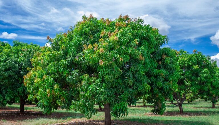 Árbol de Maple: Dulzura Otoñal en los Bosques de Canadá » Conciencia.eco